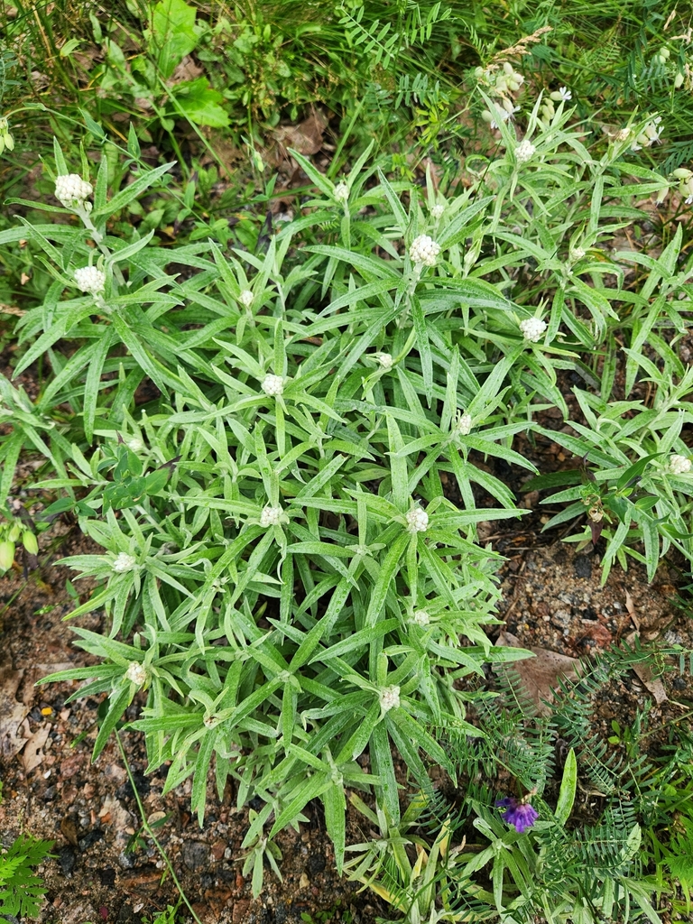pearly everlasting from Madawaska, ON K0J 2C0, Canada on July 10, 2024 ...