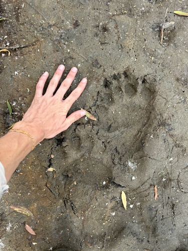 Black Bear Tracks – NatureTracking