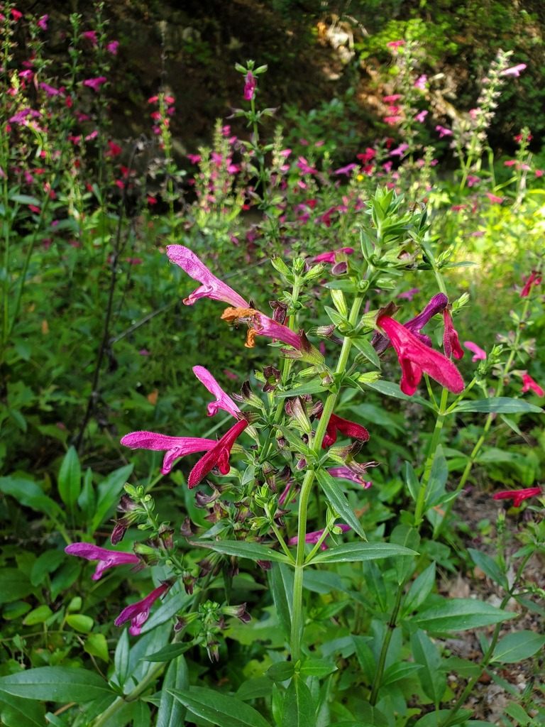 big red sage in July 2024 by Eric Keith · iNaturalist