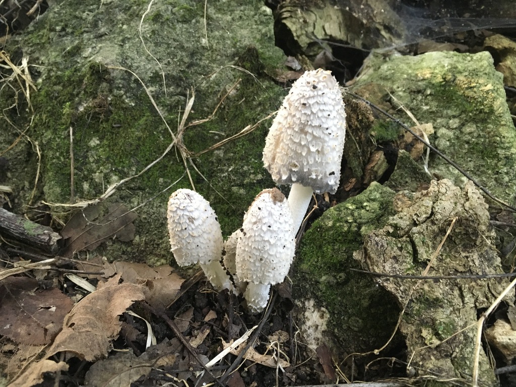 scaly ink cap from Greene County, MO, USA on July 25, 2024 at 07:57 AM ...