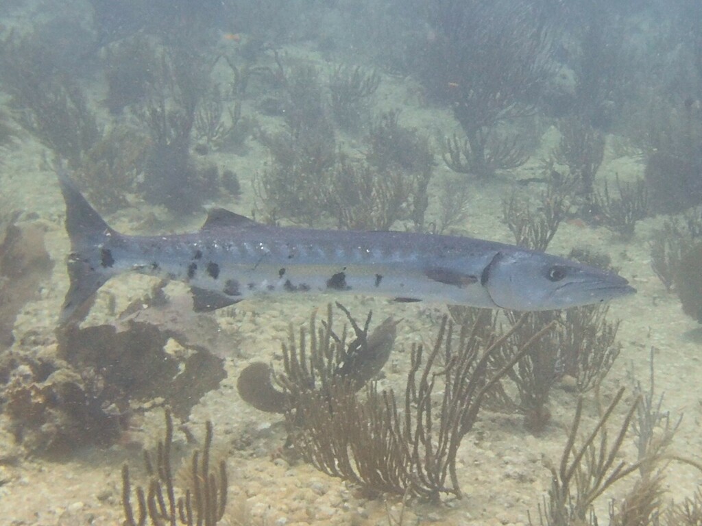 Great Barracuda from Cozumel, Quintana Roo, Mexico on July 23, 2024 at ...