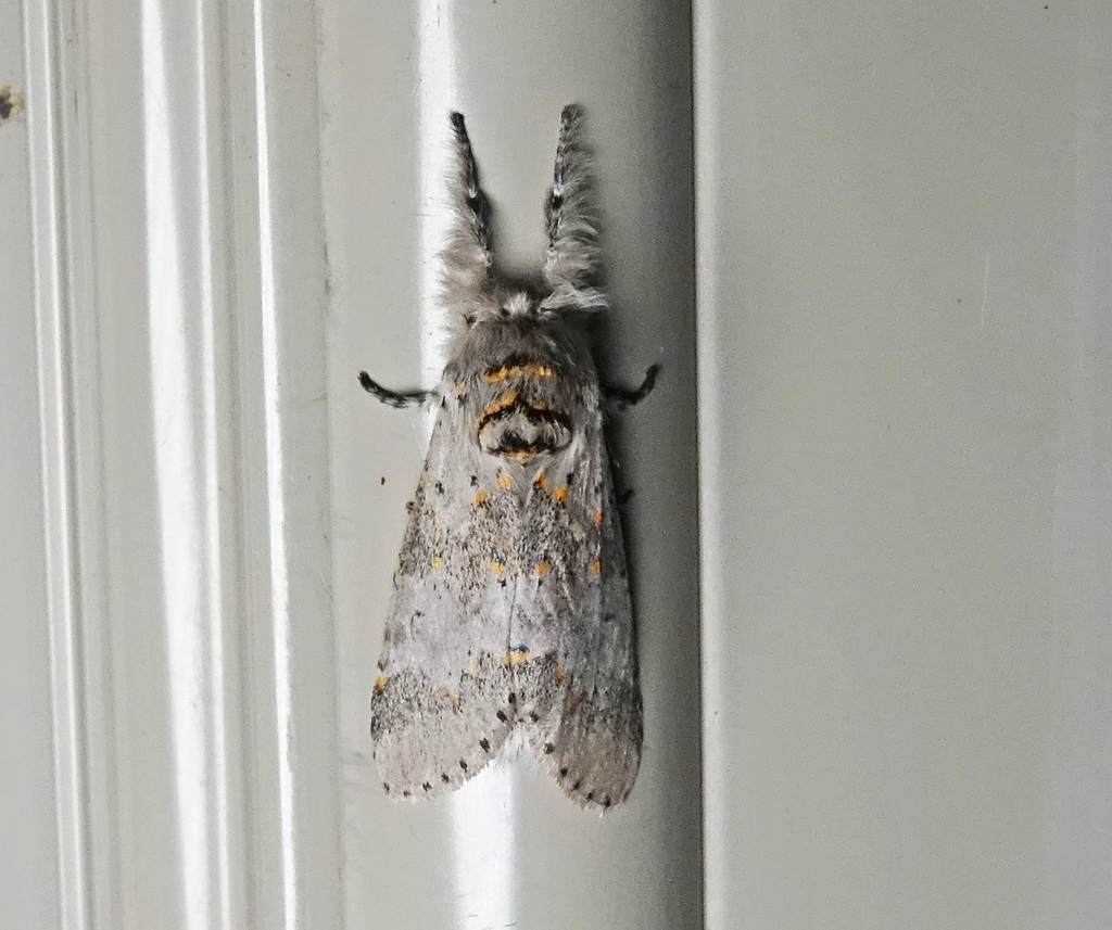 Gray Furcula Moth from KW on July 25, 2024 at 09:50 PM by Jan Johnson ...