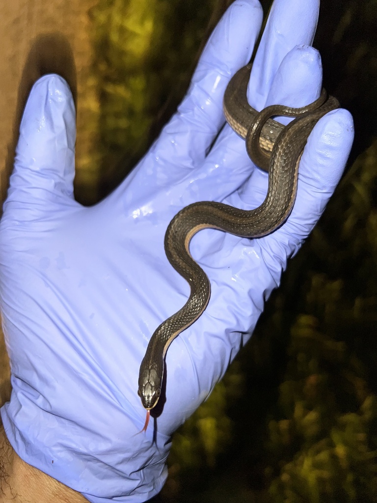 Graham's Crayfish Snake from Brazos Bend State Park, Needville, TX, US ...