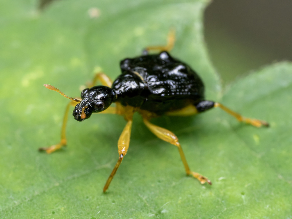 Phymatapoderus flavimanus from 中国湖北省武汉市黄陂区 on July 4, 2024 at 03:22 PM ...