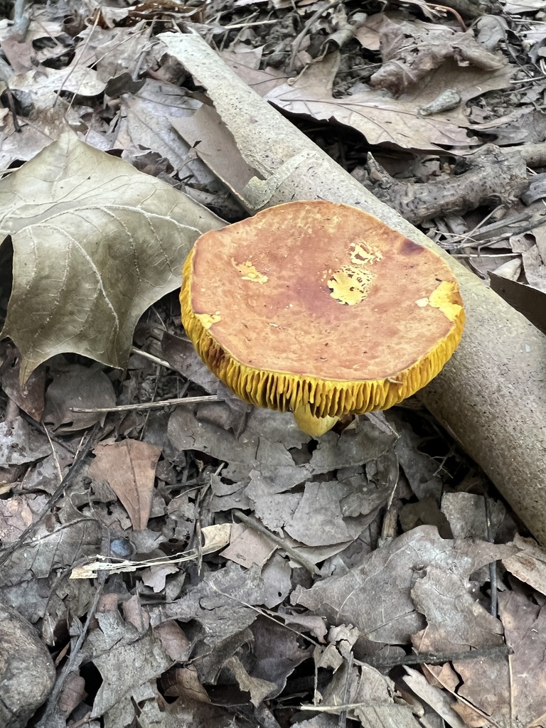 Phylloporus from Albert Johnson Rd, Nashville, IN, US on July 26, 2024 ...