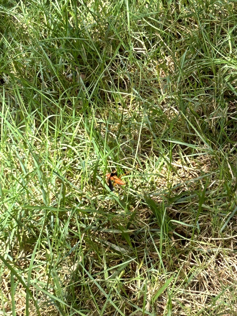 Fine-backed Red Paper Wasp from Ringgold, GA 30736, USA on July 26 ...