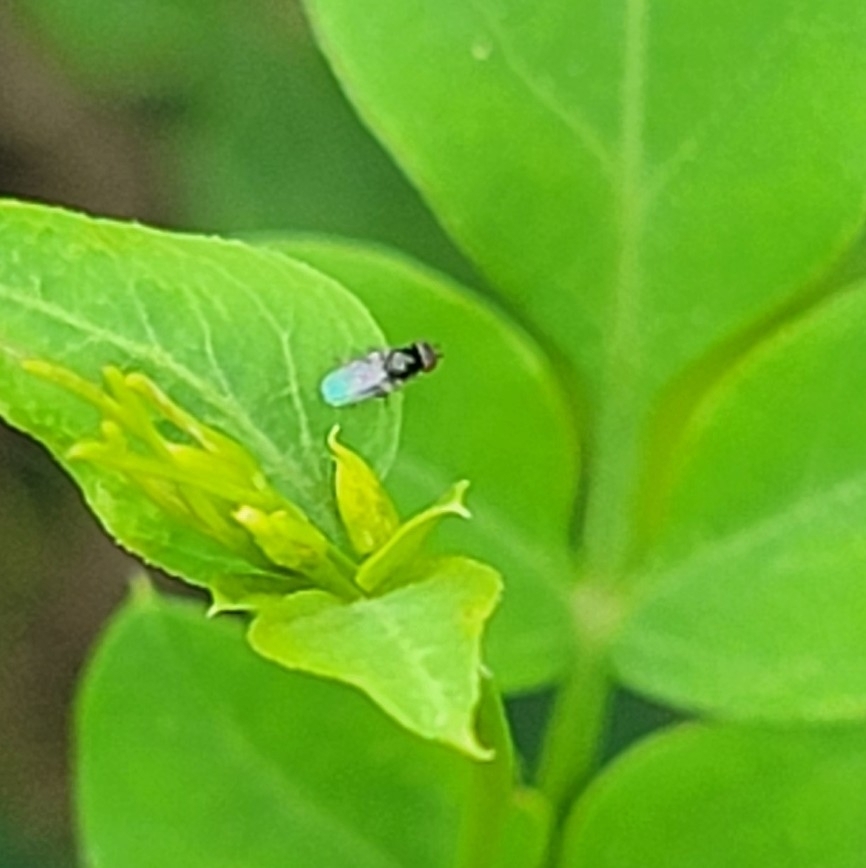 Pirenidae from Riverview, FL 33569, USA on July 26, 2024 at 02:09 PM by ...