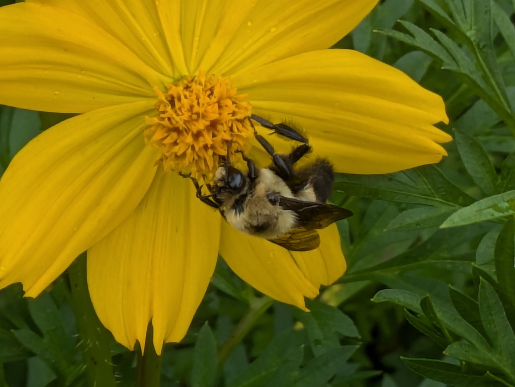 Brown-belted Bumble Bee from Nolensville, TN 37135, USA on July 26 ...