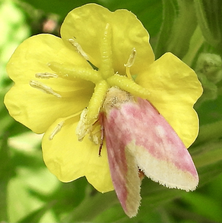 Primrose Moth from Chelsea, QC, Canada on July 26, 2024 at 11:31 AM by ...