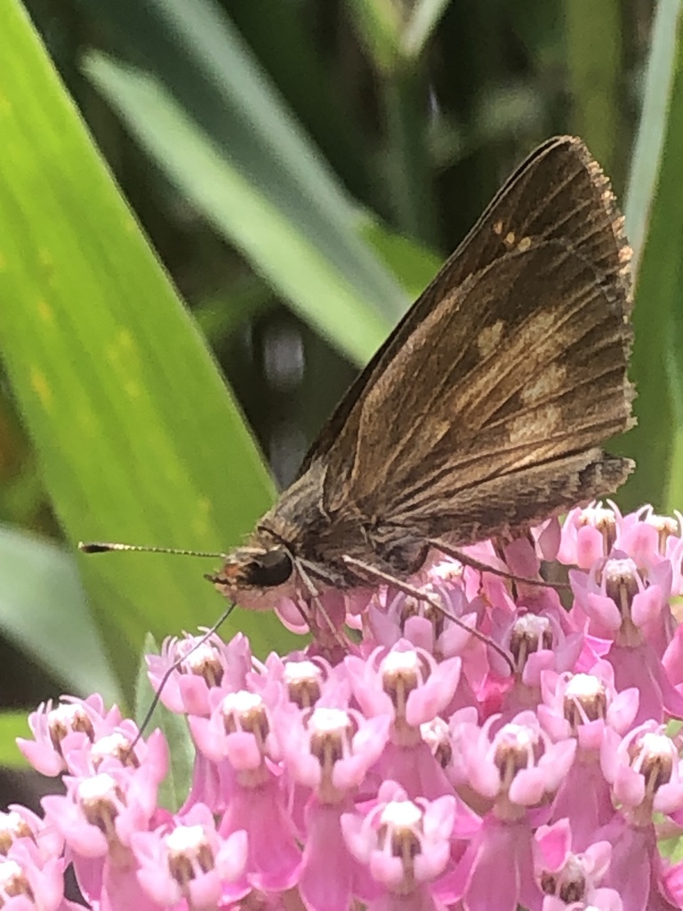 Broad-winged Skipper from Lake Paran, North Bennington, VT, US on July ...