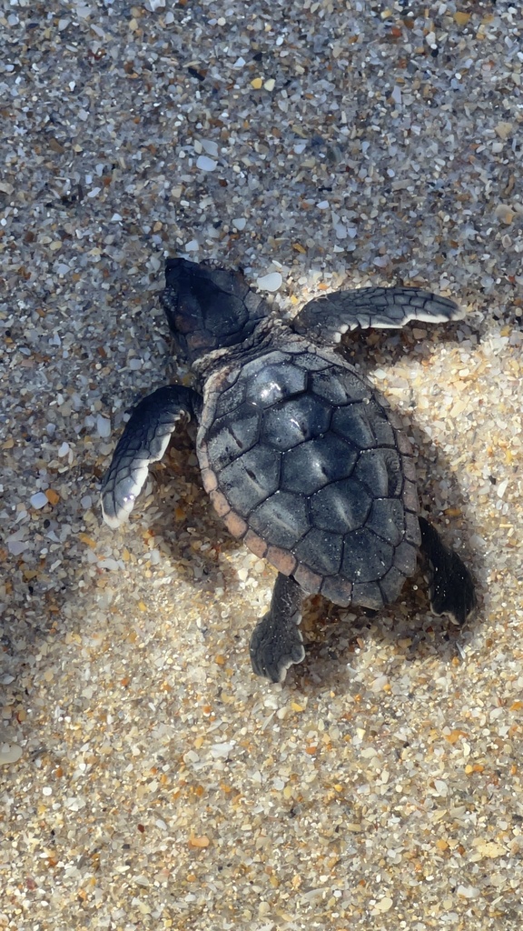 Loggerhead Sea Turtle in July 2024 by twinadventures. Baby Sea ...