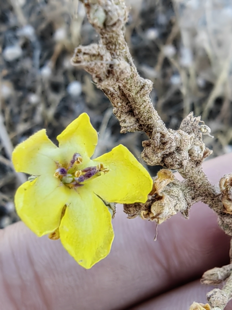 wavyleaf mullein from Algérie on July 26, 2024 at 06:05 PM by Aissa ...