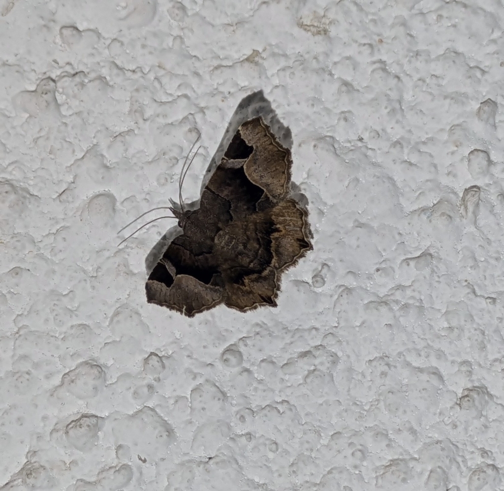 Zethes insularis from Serraiki Akti 570 21, Greece on July 26, 2024 at ...