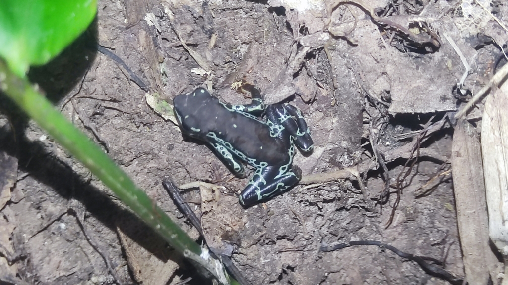 Pebas Stubfoot Toad in July 2024 by Wildlife Tours Peru, Christoph ...
