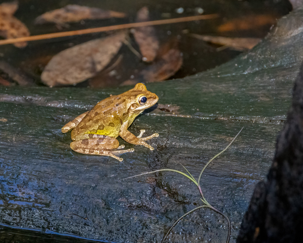 Cuban Tree Frog from East Lake, FL, USA on June 12, 2024 at 09:06 AM by ...