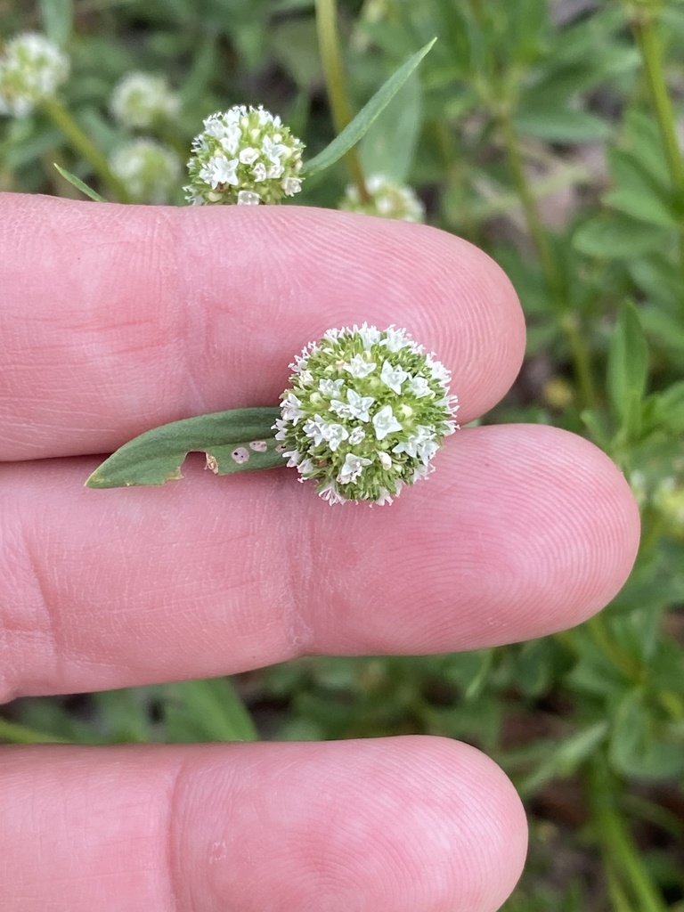 shrubby false buttonweed from W Lake Mary Blvd, Lake Mary, FL, US on ...