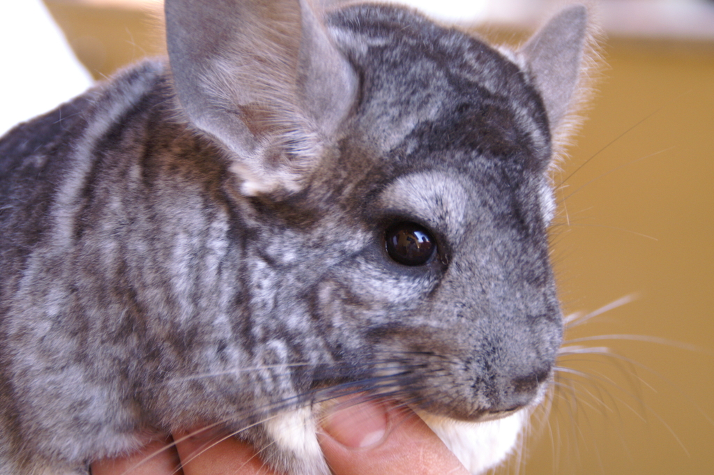 Chinchillas (Chinchilla) - Know Your Mammals