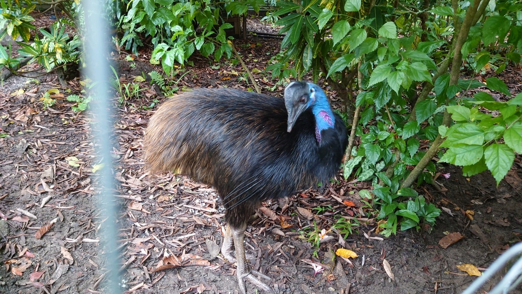 Dwarf Cassowary (Casuarius bennetti) - Avian Discovery