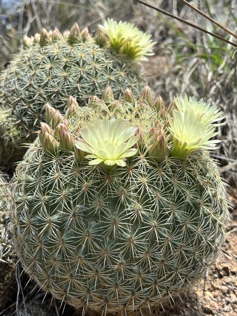 Coryphantha recurvata recurvata from Bacoachi, Son., MX on July 14 ...