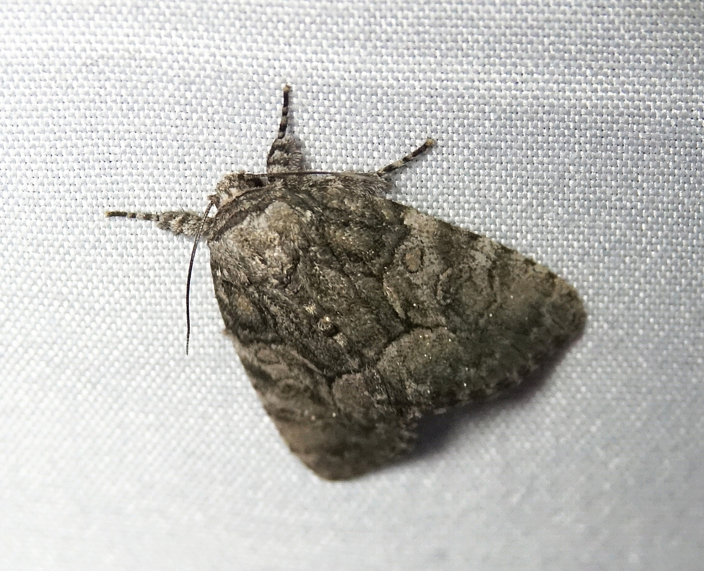 Brother Moth from KW on July 25, 2024 at 11:24 PM by Jan Johnson ...