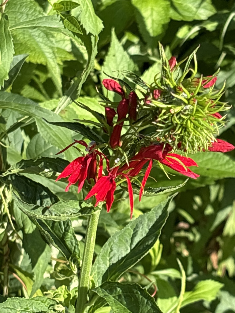 cardinal flower from Scotland Run Park, Clayton, NJ, US on July 26 ...