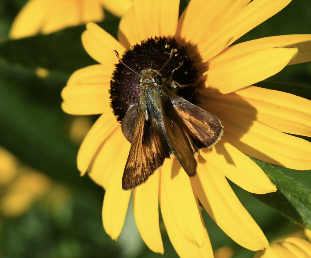 Huron Sachem from Bethlehem, PA, USA on July 26, 2024 by a-mccarty ...