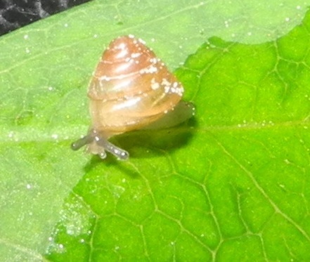 Género Trochochlamys · iNaturalist Mexico