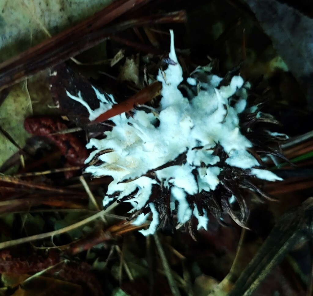 enveloping crust from DeKalb, Georgia, United States on July 26, 2024 ...