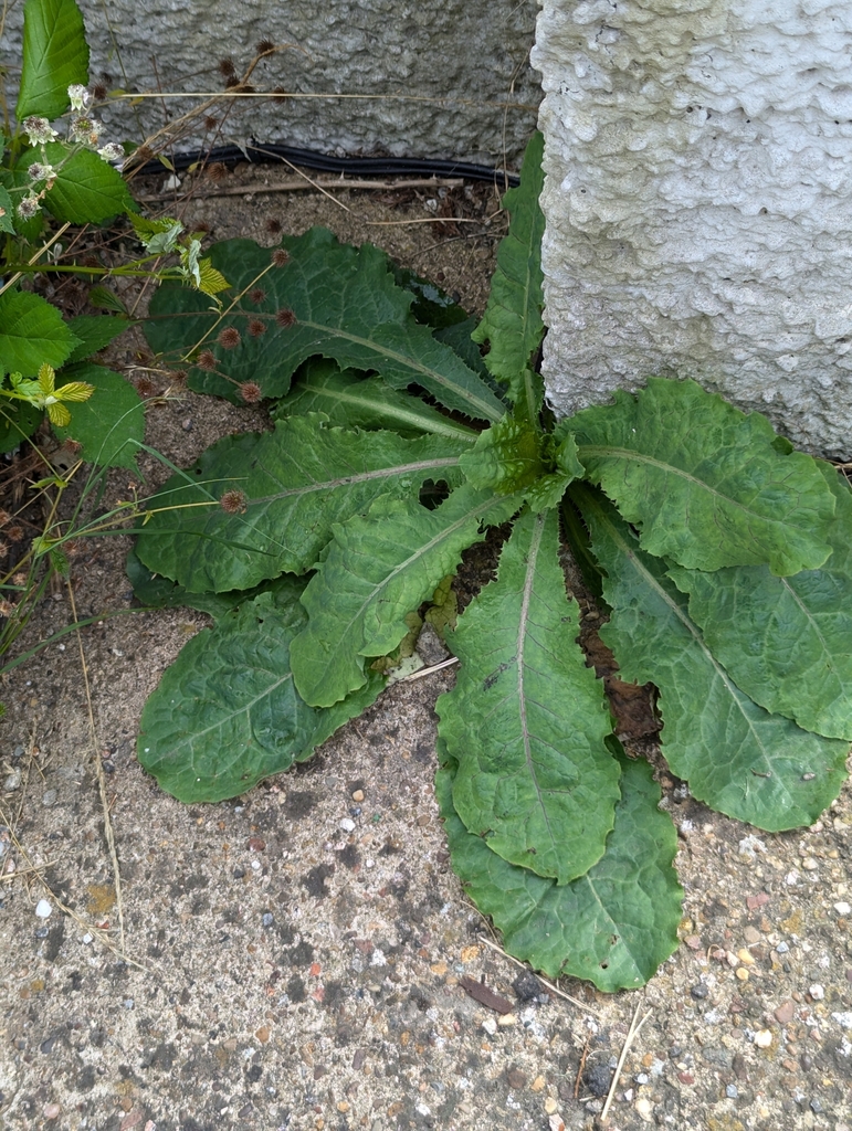 bitter lettuce from Watford WD24, UK on July 26, 2024 at 03:21 PM by ...