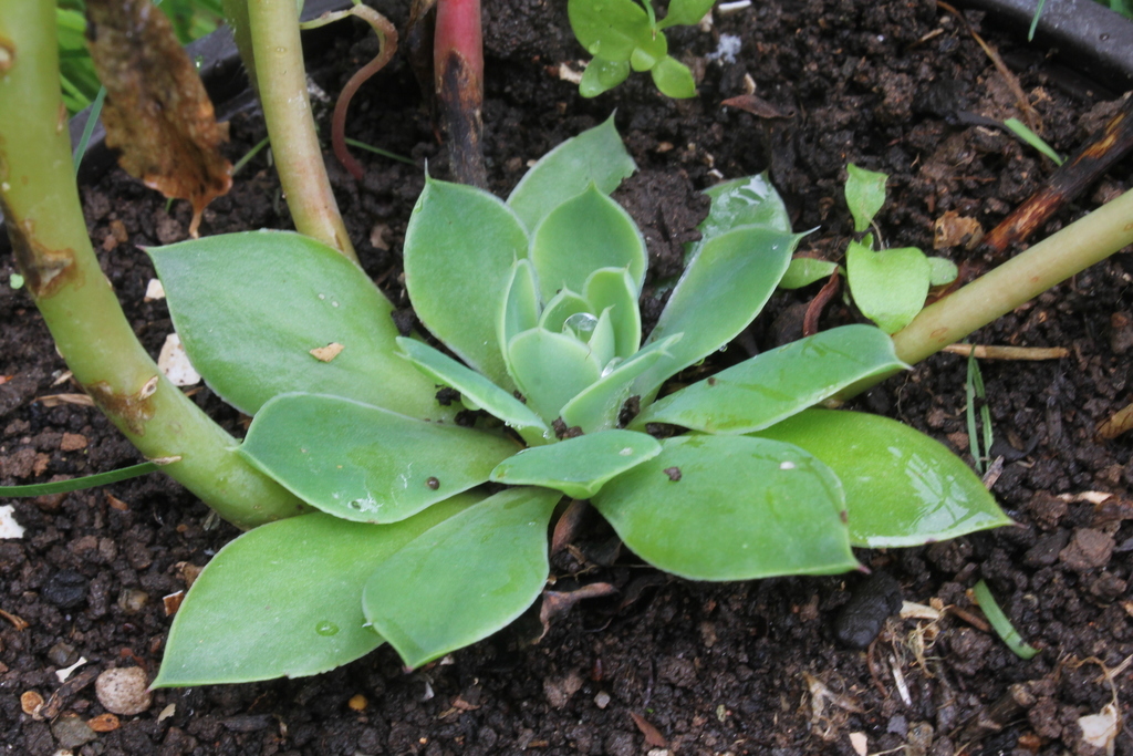 Echeveria megacalyx from Santo Domingo Yanhuitlán on August 28, 2012 by ...