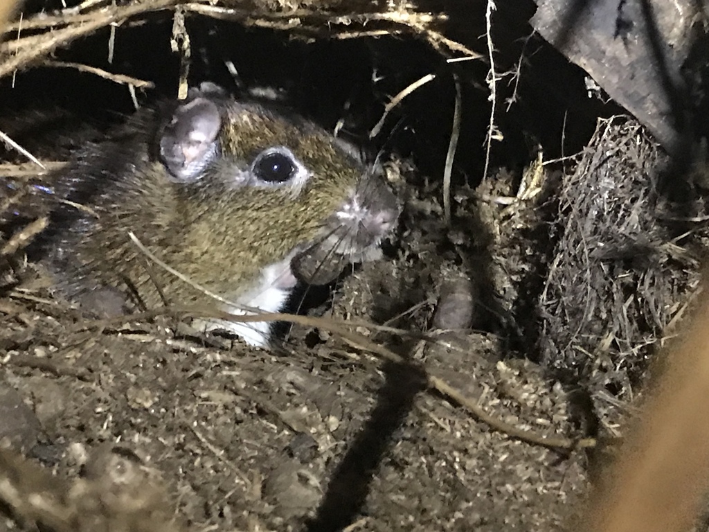 Armored Rat (Hoplomys gymnurus) - Know Your Mammals