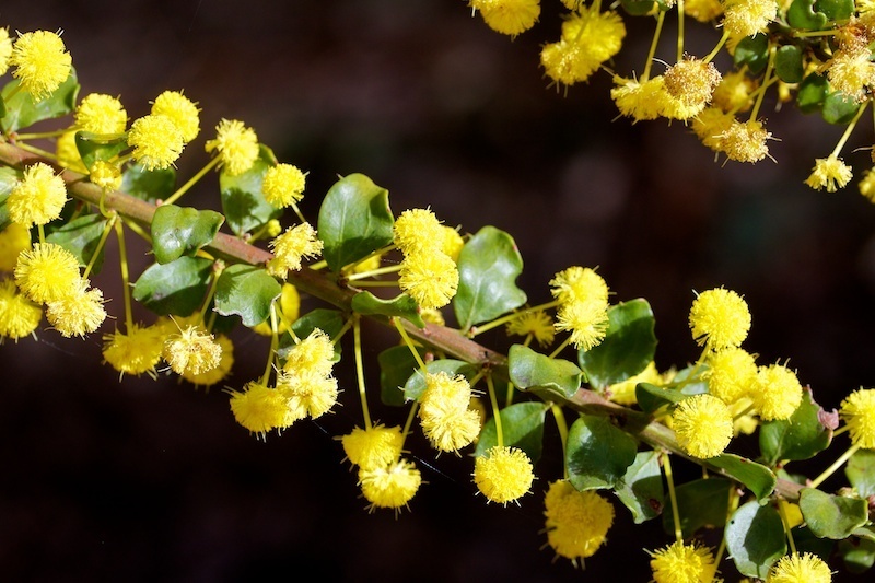 Round-leaf Wattle (Native Flora of the Victorian Volcanic Plains Part 1 ...