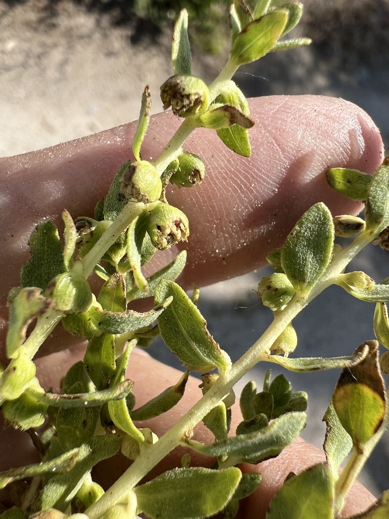 poverty weed from Bishop, CA, US on July 15, 2024 at 09:52 AM by Steve ...