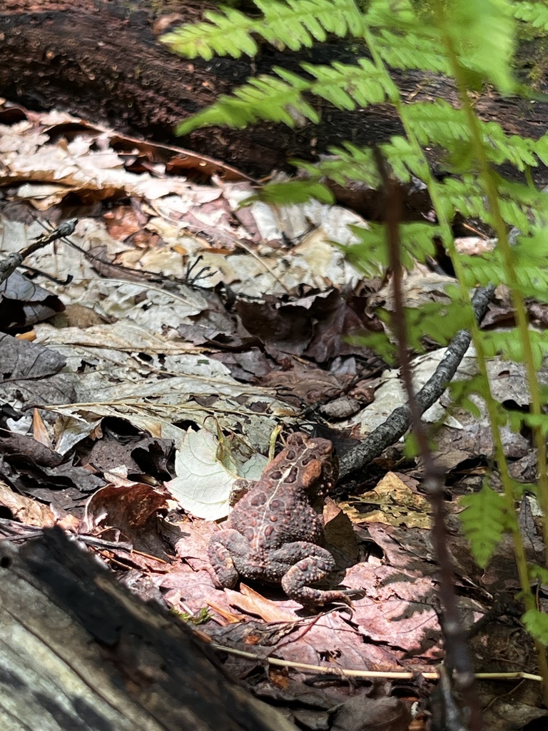 American Toad from Long Trail, Waterville, VT, US on July 26, 2024 at ...