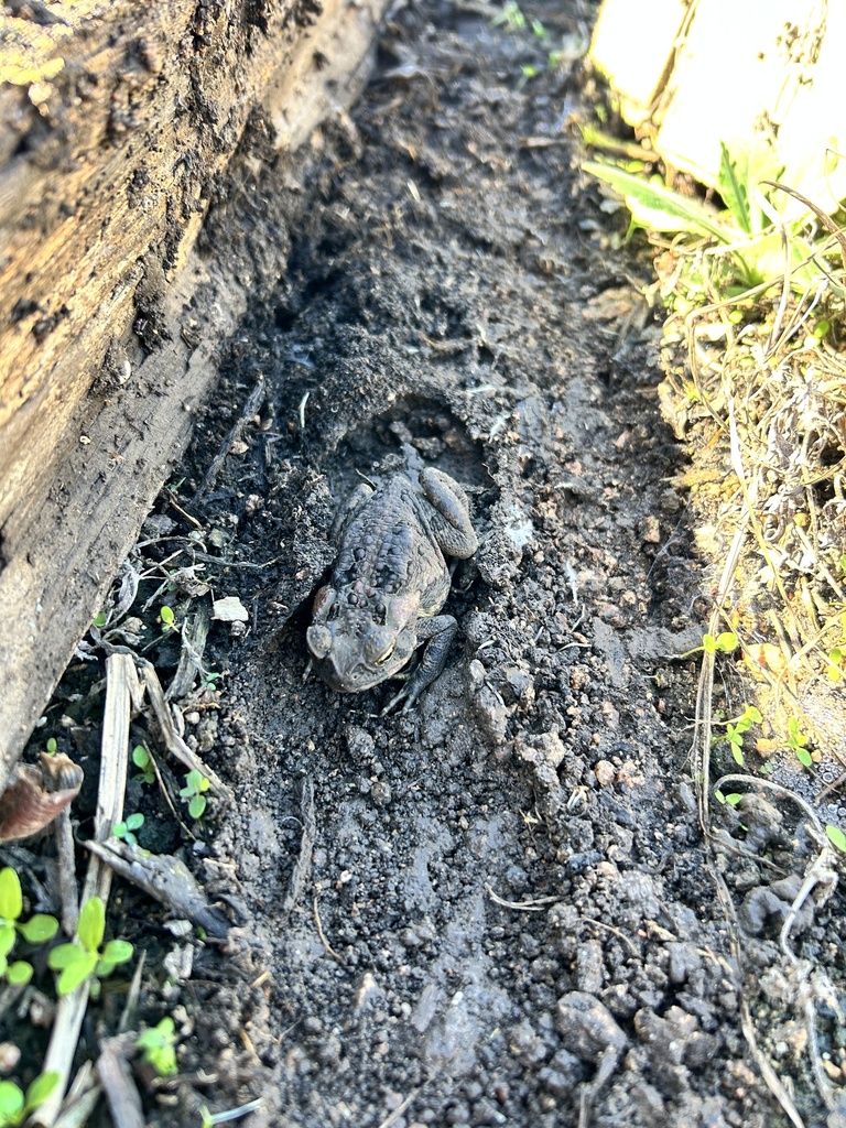 Cane Toad from Hodel Rd, Giru, QLD, AU on July 10, 2024 at 12:39 PM by ...
