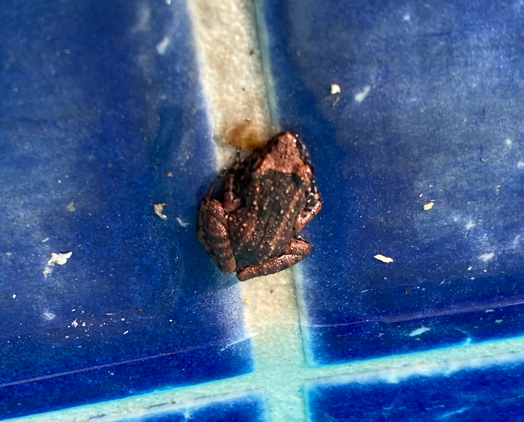 Greenhouse Frog from Houston on July 24, 2024 at 06:13 PM by monzonfa ...