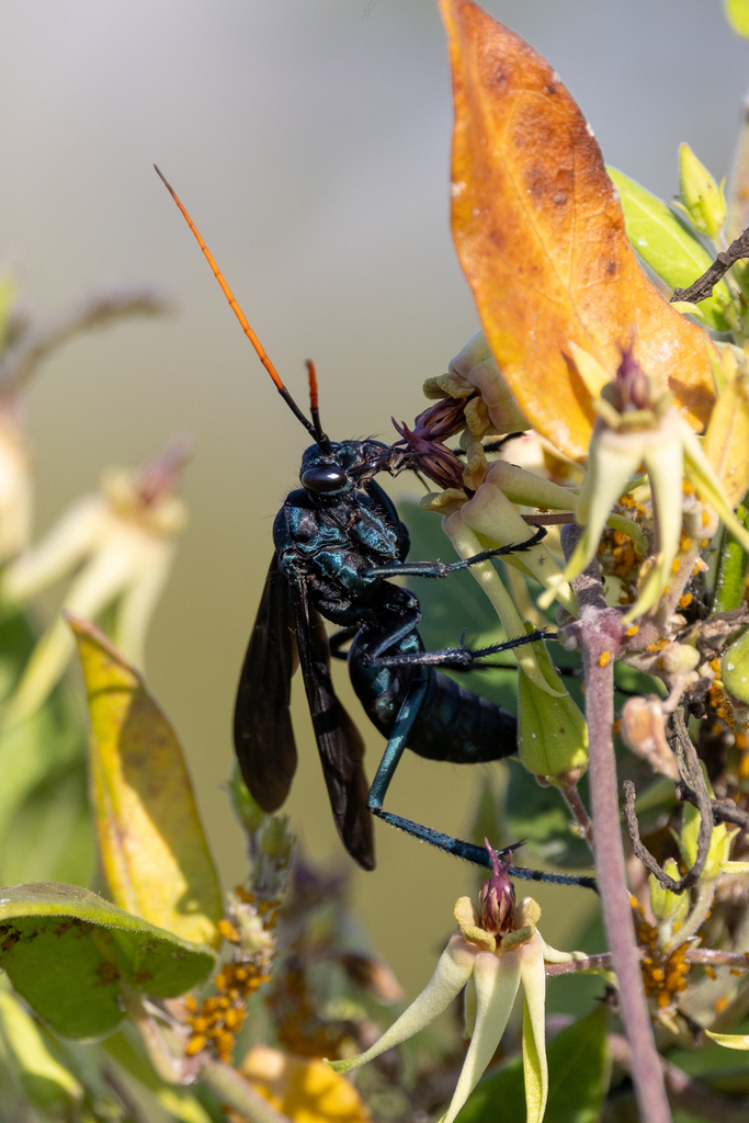 New World Tarantula-hawk Wasps from Vila Luiza, Búzios - RJ, 28950-000 ...