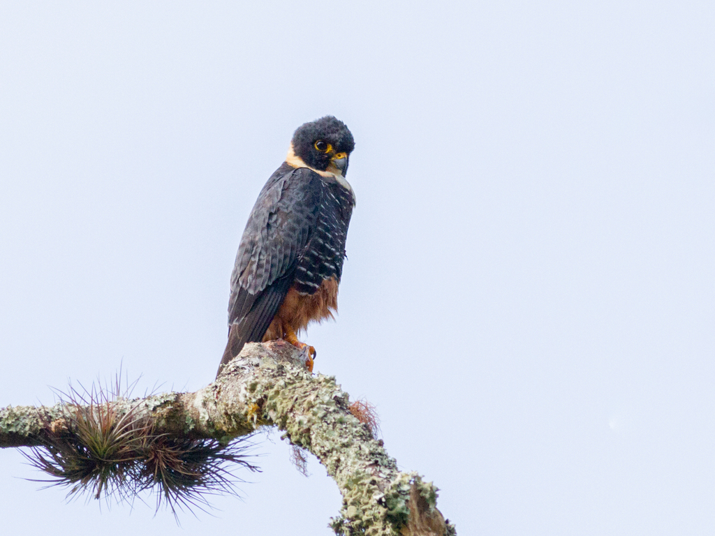Bat Falcon from Petit, Falcón, Venezuela on March 11, 2024 at 09:43 AM ...