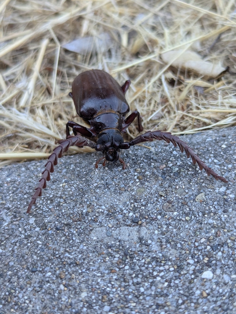 LeConte's Prionus from El Portal, CA, USA on July 26, 2024 at 10:04 AM ...