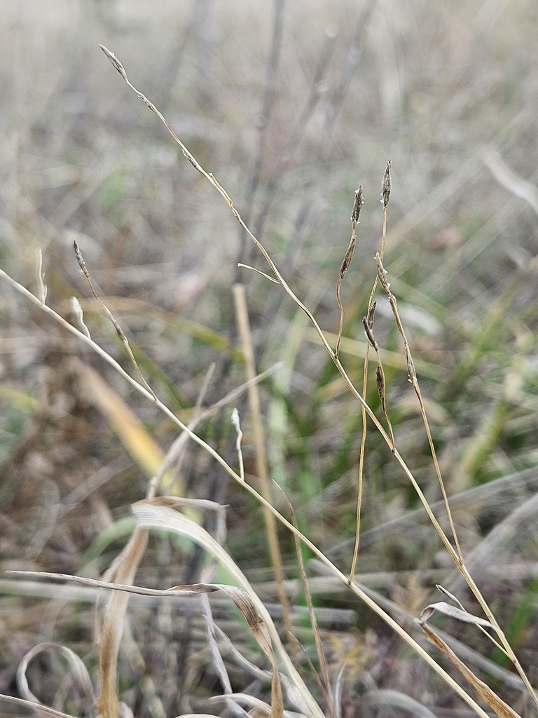 Finger Panic Grass from Greenmount QLD 4359, Australia on July 26, 2024 ...