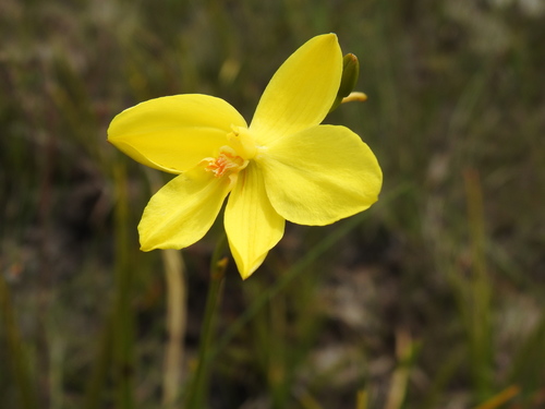 Duckeella pauciflora · iNaturalist