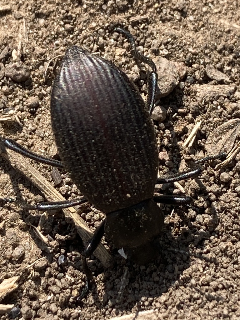 Rough-lipped Darkling Beetle from Hummingbird Ln, Ute Park, NM, US on ...