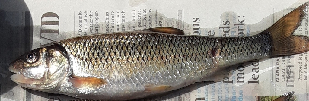 Fallfish from Rusagonis, NB E3B 8E8, Canada on August 3, 2020 at 01:31 ...