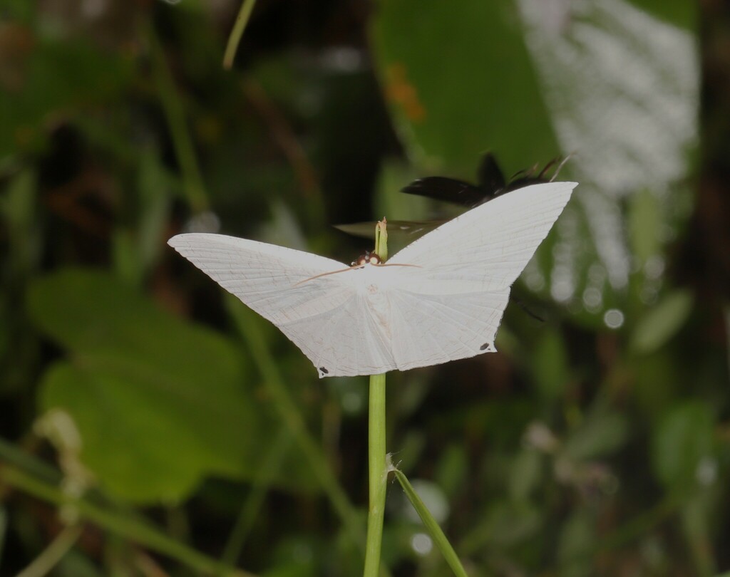 Acropteris nanula from Mission River QLD 4874, Australia on April 6 ...