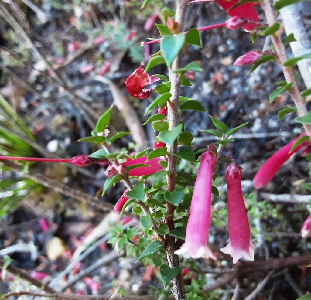 fuchsia heath from Gardens of Stone SCA, Blackmans Flat NSW 2790 ...