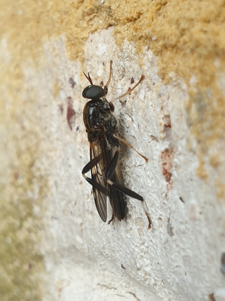 Garden soldier fly from Baldivis WA 6171, Australia on July 22, 2024 at ...