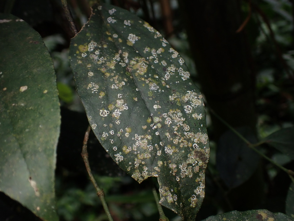 Strigula in July 2024 by W Rao. on Piper cf. kadsura · iNaturalist