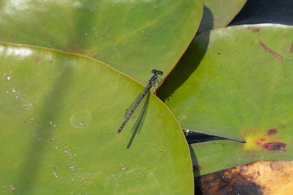 Fragile Forktail from Norman J. Levy Park & Preserve, 1600 Merrick Rd ...