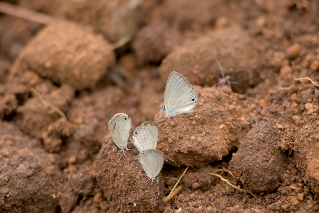 Black-spotted Grass-blue in February 2024 by brandon_hewitt · iNaturalist