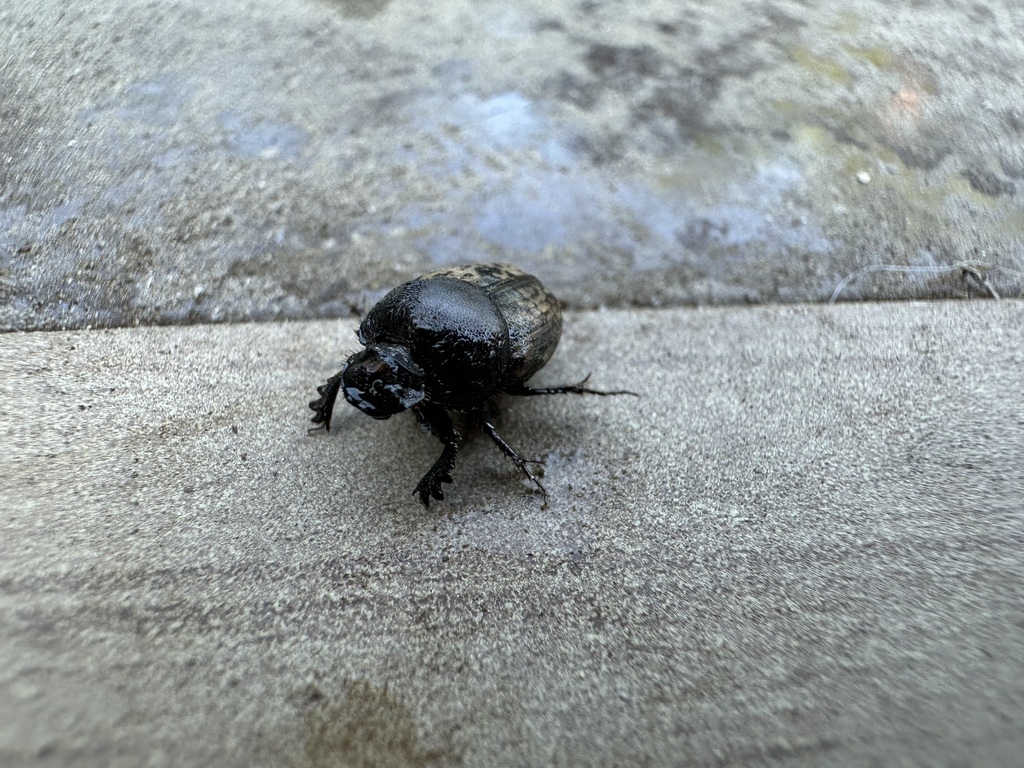 Small black-and-brown Dung Beetle from Auburn, WA, USA on July 26, 2024 ...